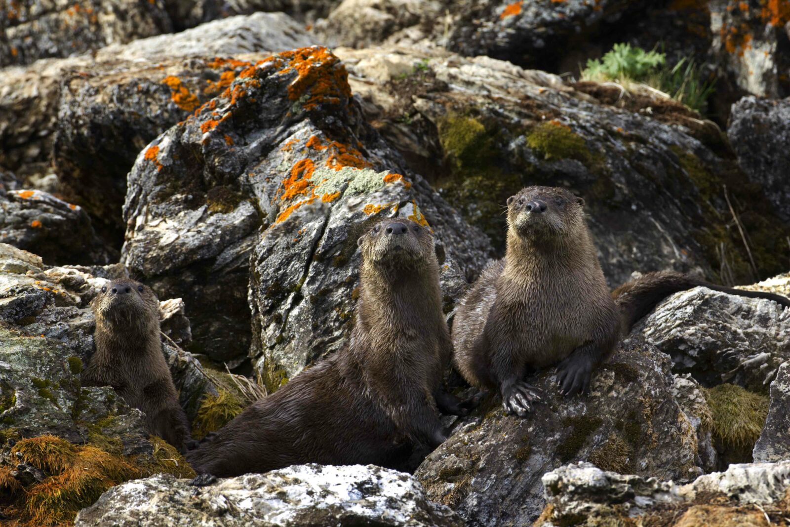 River Otters Sliding River Otters Sliding